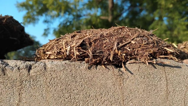 Cow Dung, Dung, Agriculture. Free Stock Video - Pixabay