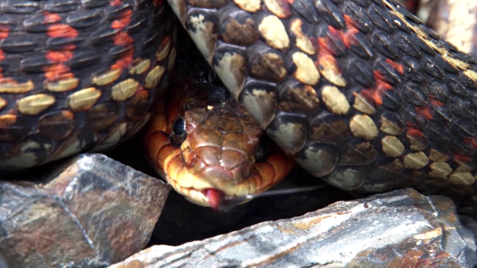 Yan_Animal Assembly_1.mp4 on Vimeo