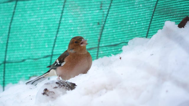 Bird Pinson Chaffinch - Free video on Pixabay