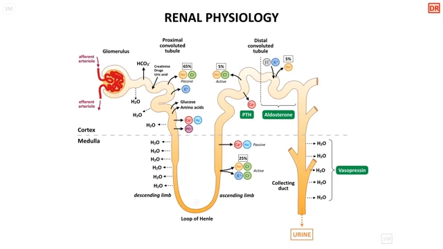 Renal Physiology