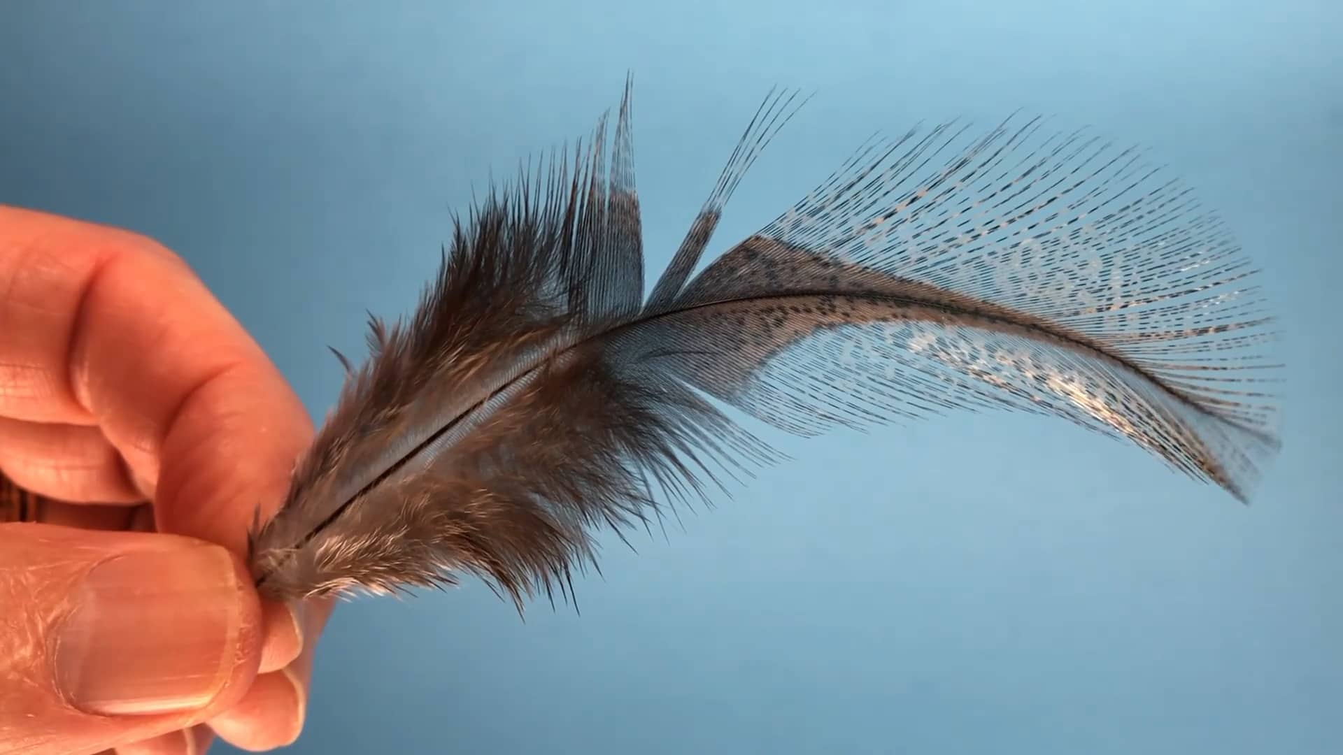 Feather Anatomy Part 1 on Vimeo