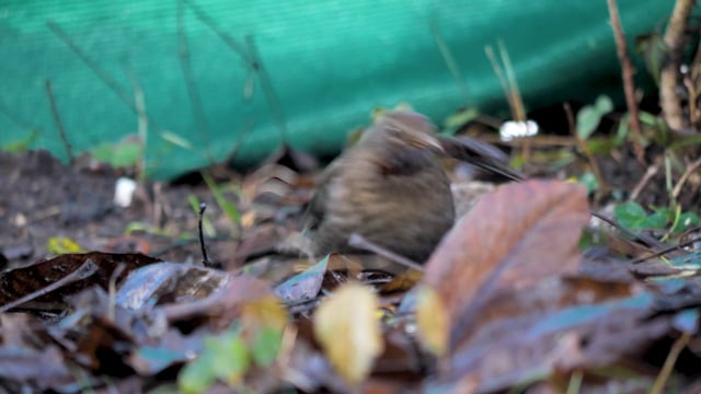 Bird Merlette Merle - Free video on Pixabay