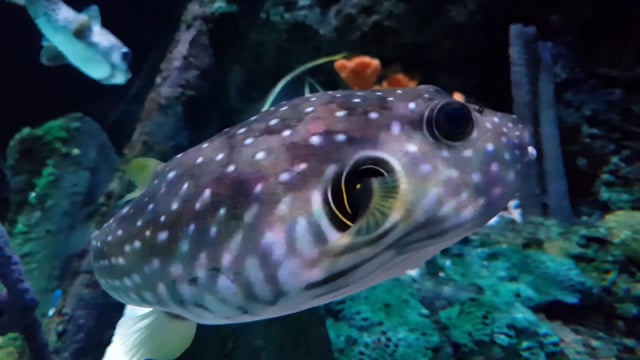 Aquarium, Pool, Pond. Free Stock Video - Pixabay