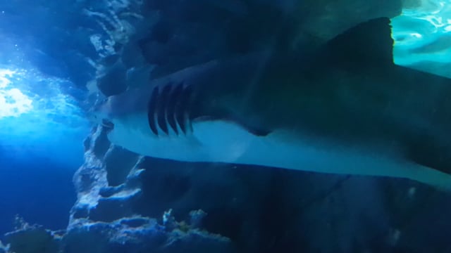 Shark, Sea, Pool. Free Stock Video - Pixabay