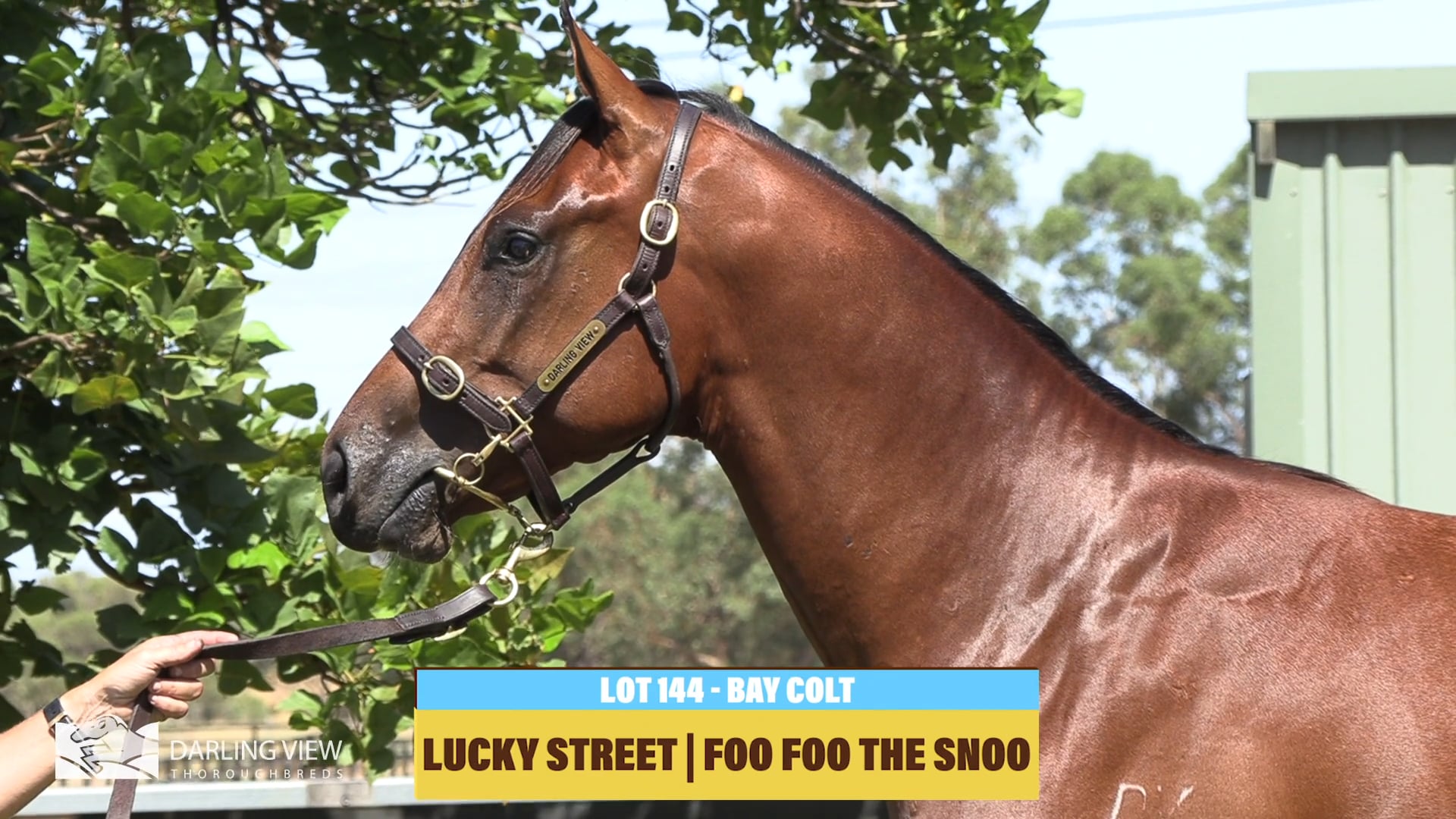 Lot 144 - Lucky Street x Foo Foo The Snoo - Bay Colt on Vimeo