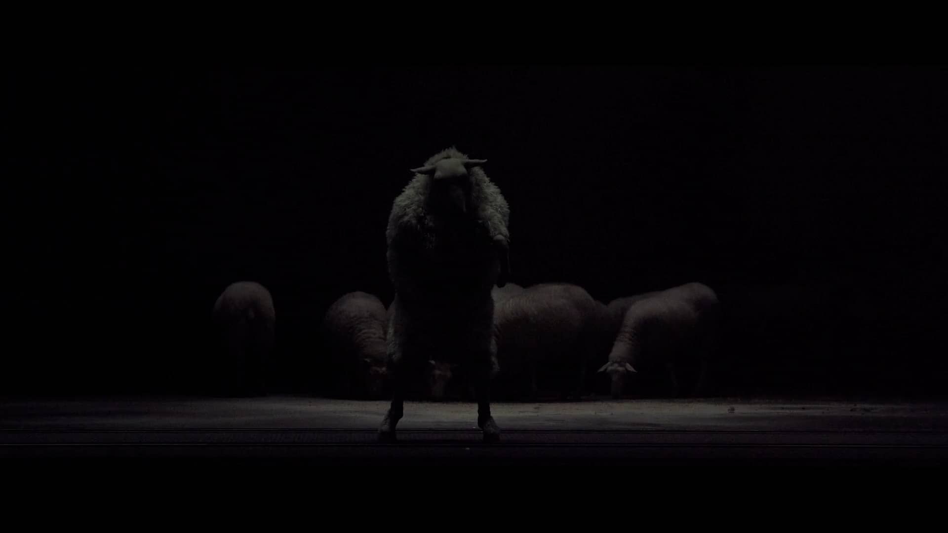 teaser The Sheep Song - FC Bergman on Vimeo