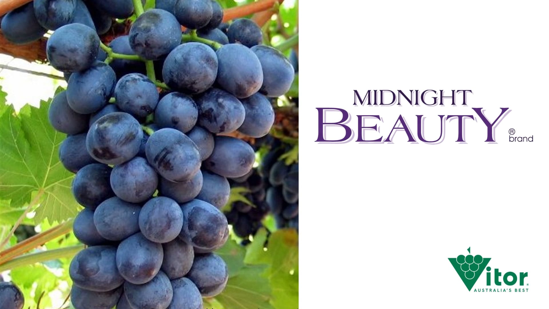 Featuring Midnight Beauty black seedless grapes.mp4 on Vimeo