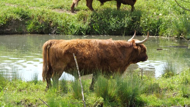 40+ Free Bulls & Bull Videos, HD & 4K Clips - Pixabay