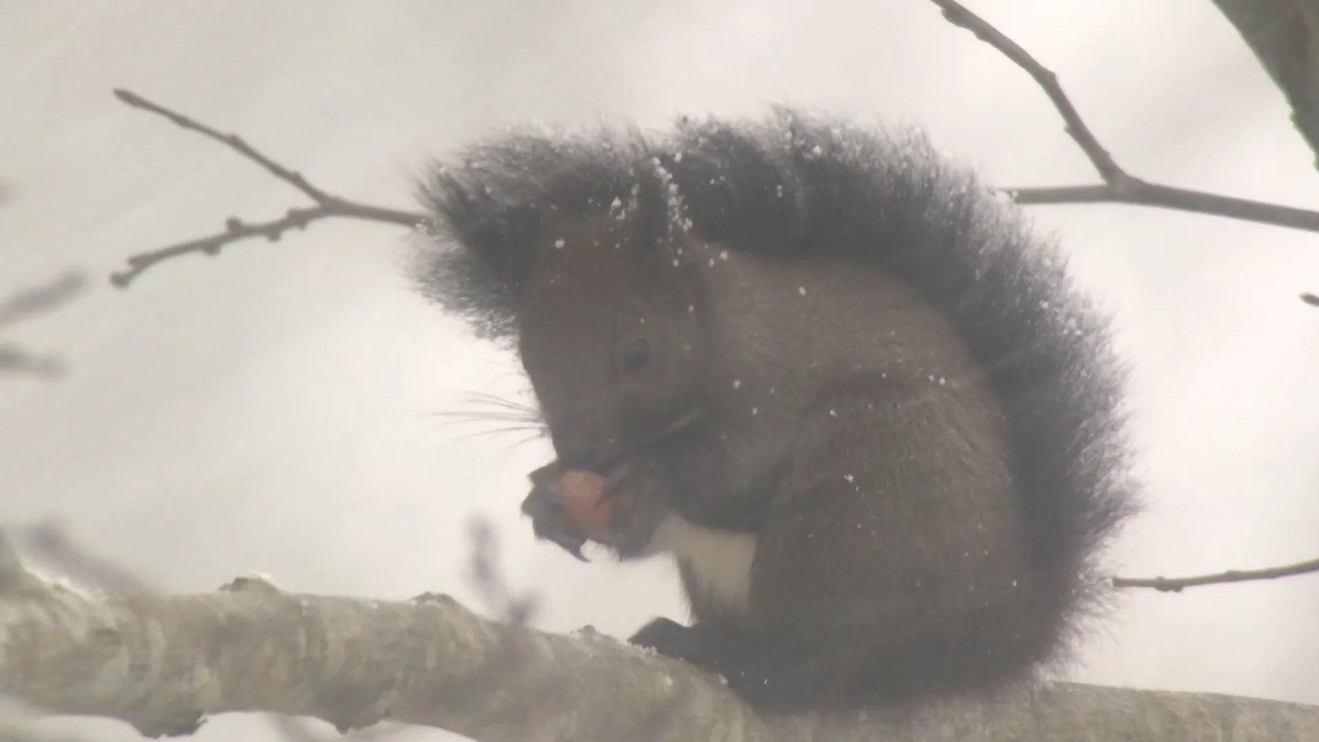 Sort Egern 03-02-2021 on Vimeo