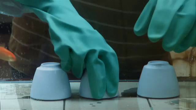 Drench - Goldfish on Vimeo