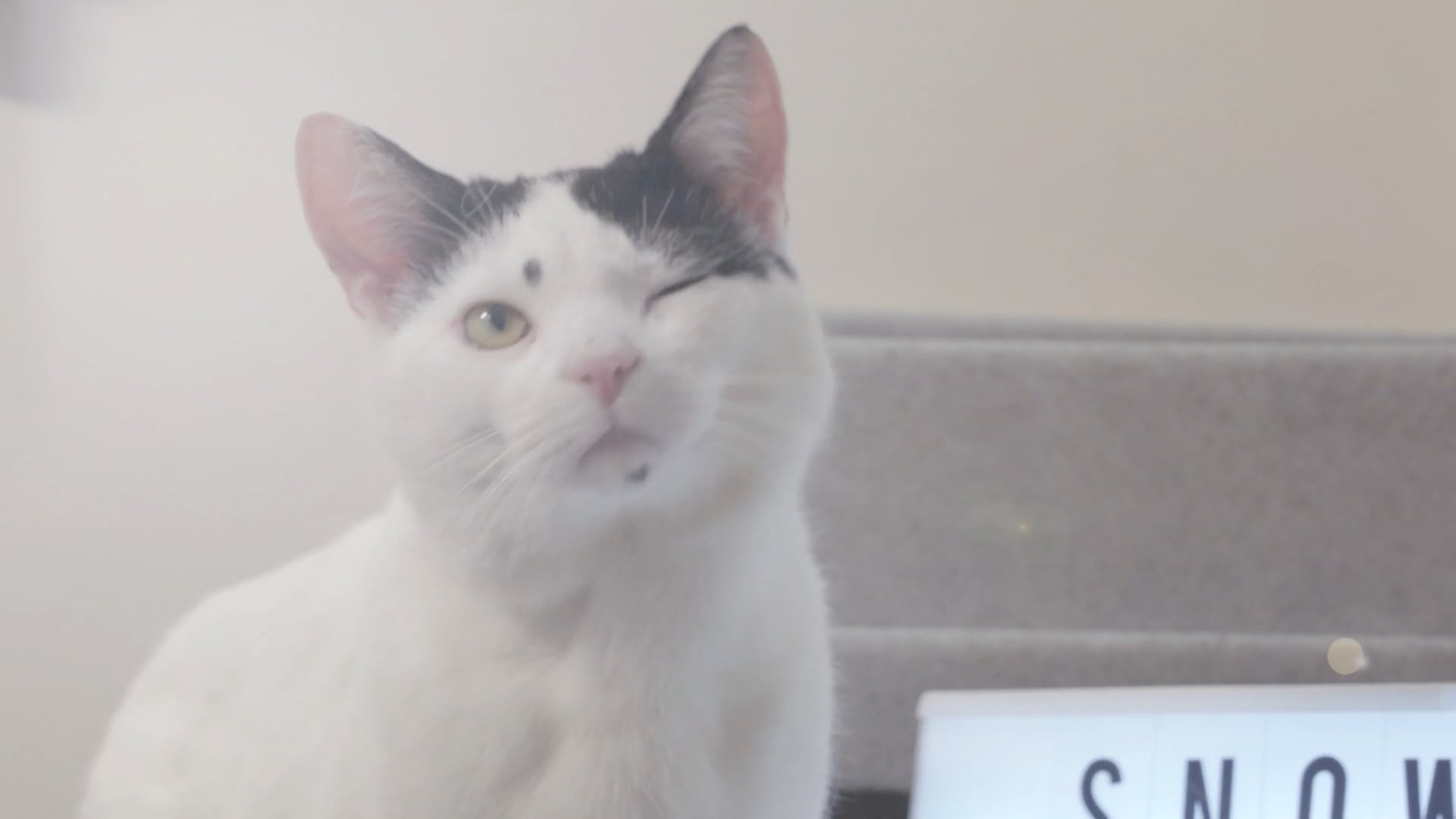 Cats Protection Advert on Vimeo