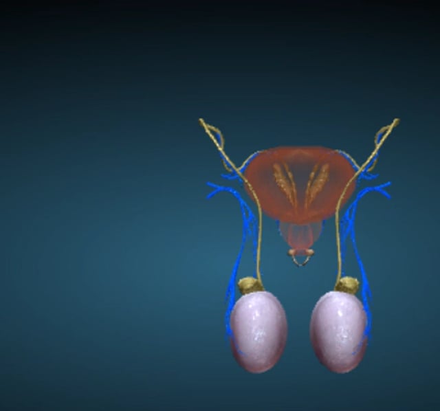Scrotum normal – ULTRASOUNDPAEDIA