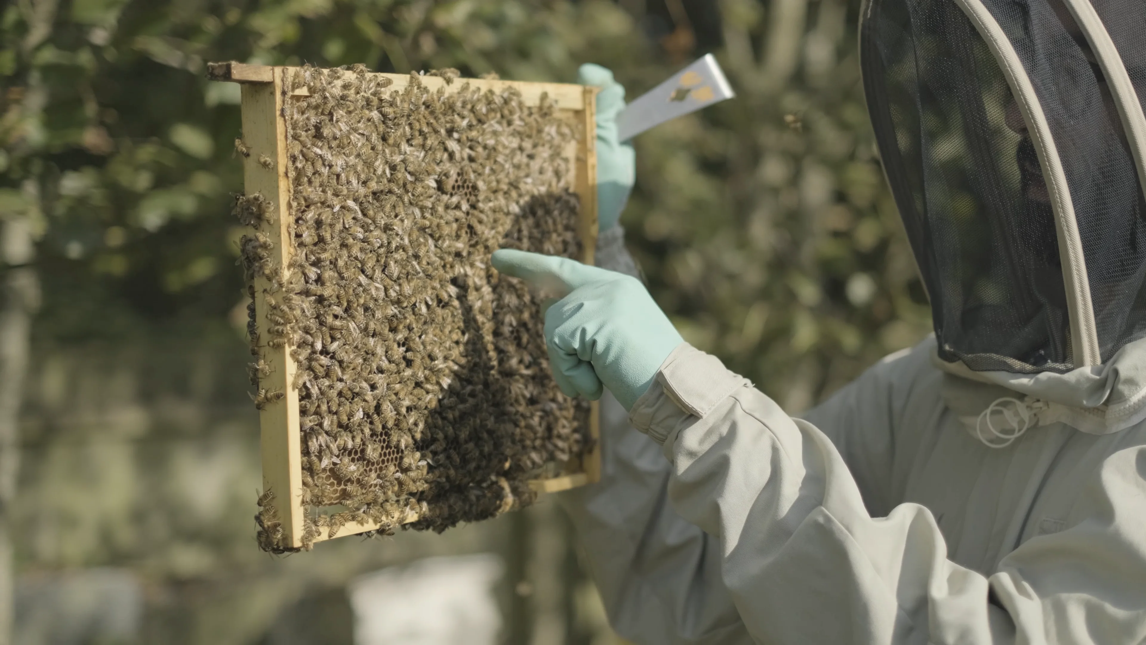 Barnet Bees on Vimeo