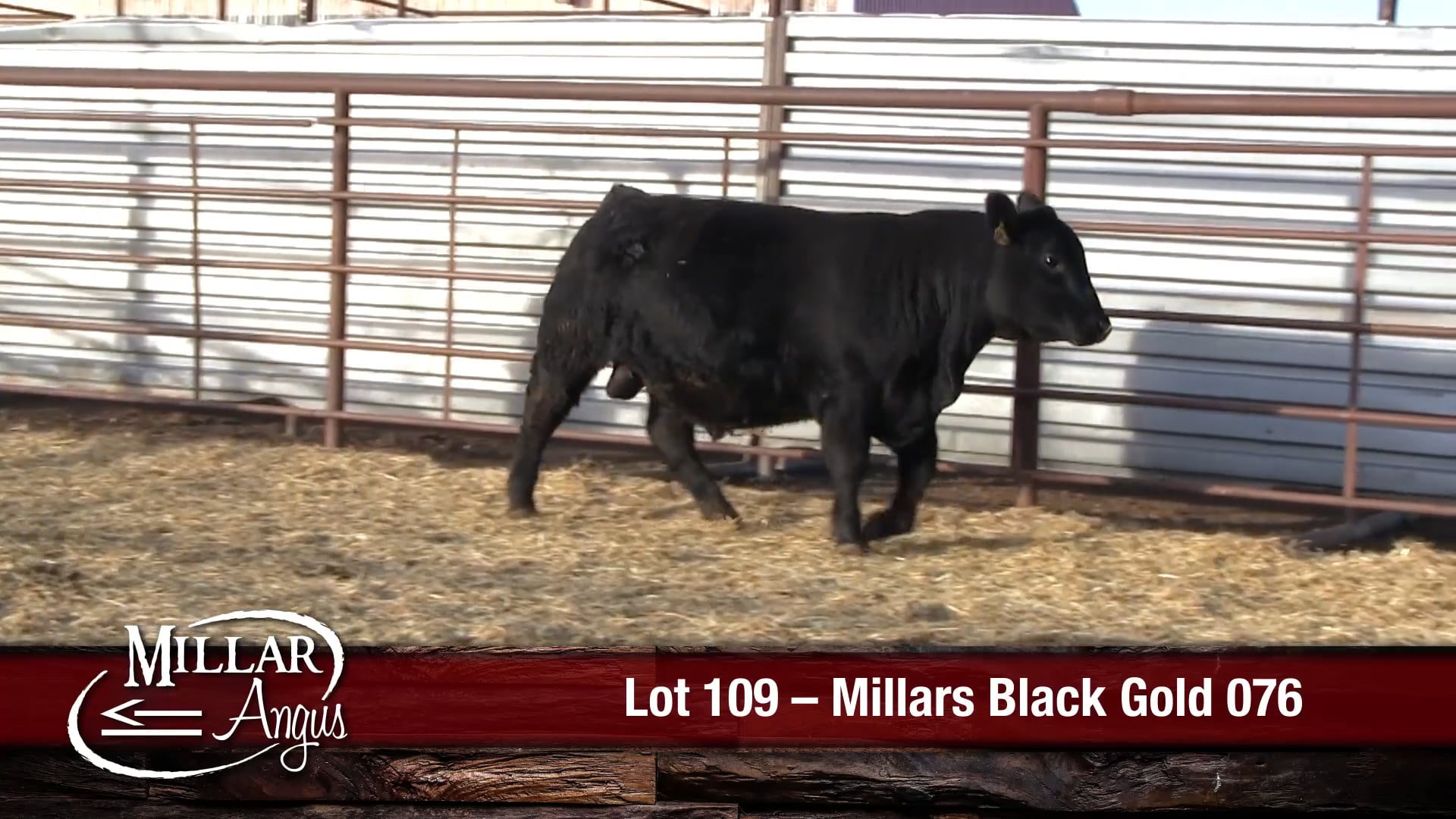 Millar Angus - Lot 109 on Vimeo