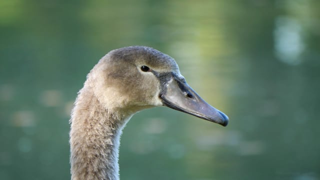 Swan Bird Cygnet - Free video on Pixabay