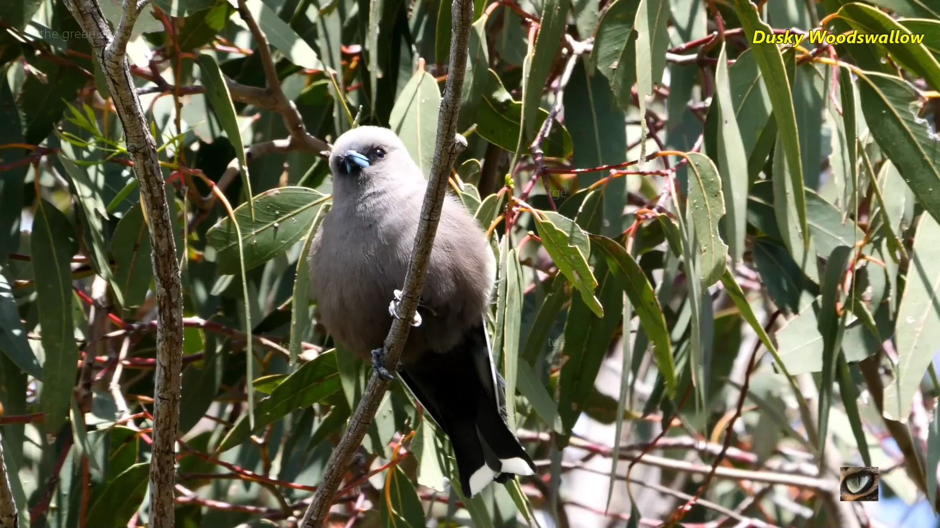 Australian Woodswallows (Artamus spp., Artamidae - Currawongs ...