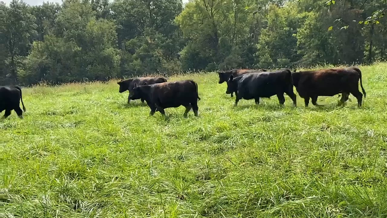 Henke Angus Farms