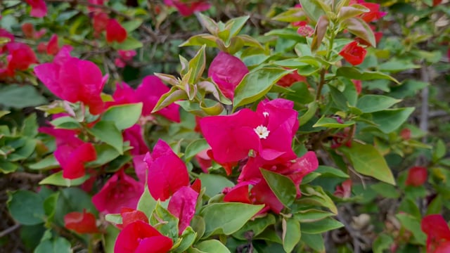 Flowers Leaves Plant - Free video on Pixabay