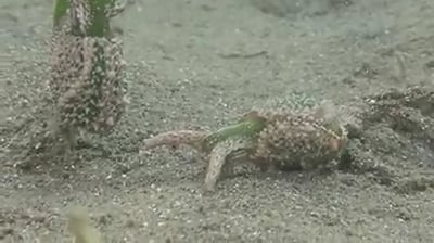 Oxynoe sp @ Gran Canaria by Sabina López on Vimeo