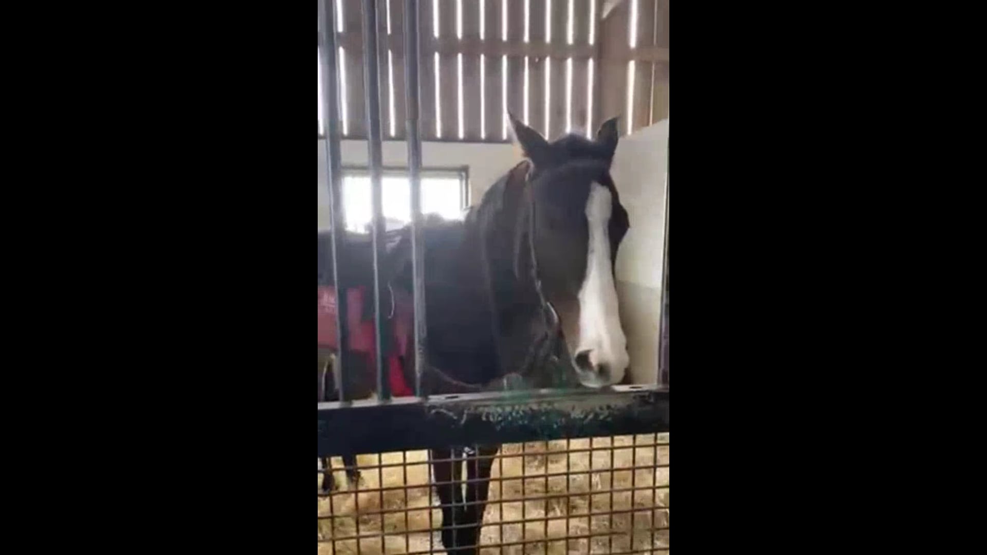 Homeroom Angel at Margaux Farm - February 5, 2021 on Vimeo