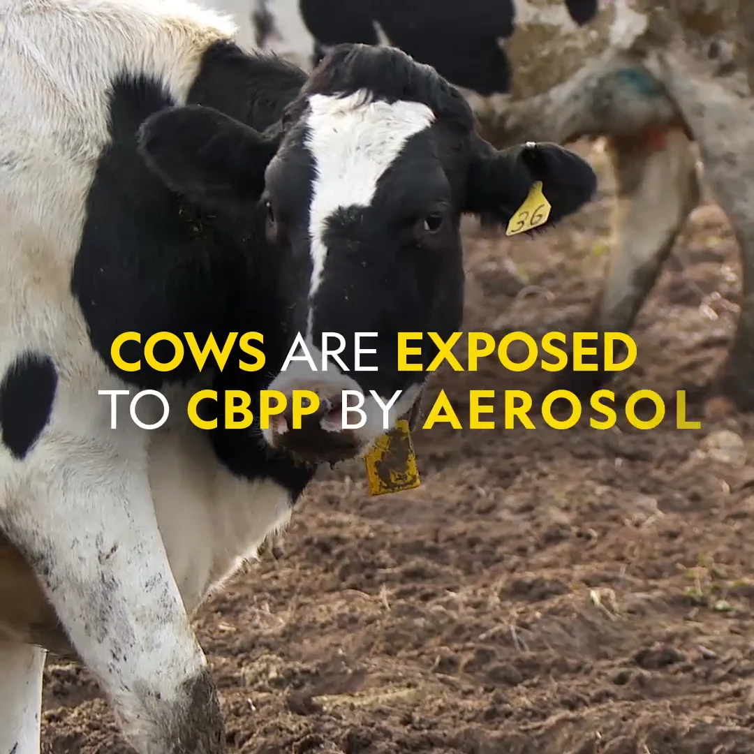 InSync Plus Work - Dr. Pol - Look Who's Talking on Vimeo