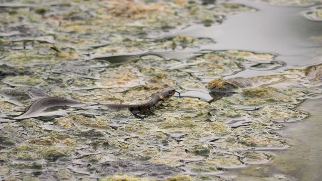 Snake, Marsh, Swamp. Free Stock Video - Pixabay