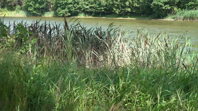 Pond, Reeds, Grass. Free Stock Video - Pixabay