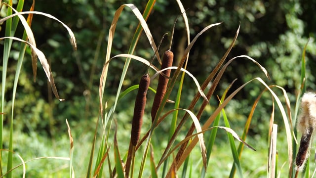 Junco Marsh El Agua - Free video on Pixabay