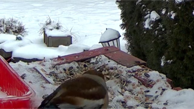 Oiseau Nature Cenelle - Free video on Pixabay - Pixabay