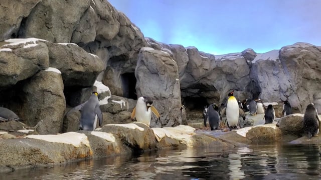 Penguins, Waddling, Ice. Free Stock Video - Pixabay