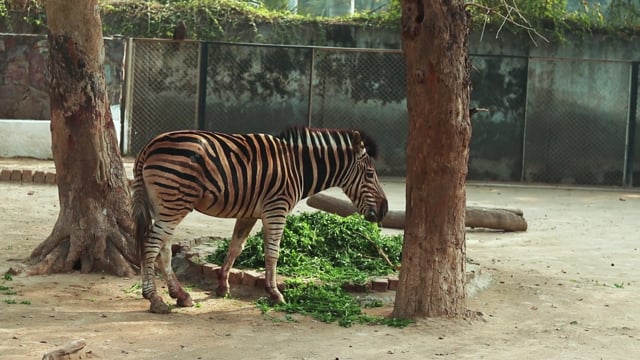 Zebra, Animals, Zoo. Free Stock Video - Pixabay