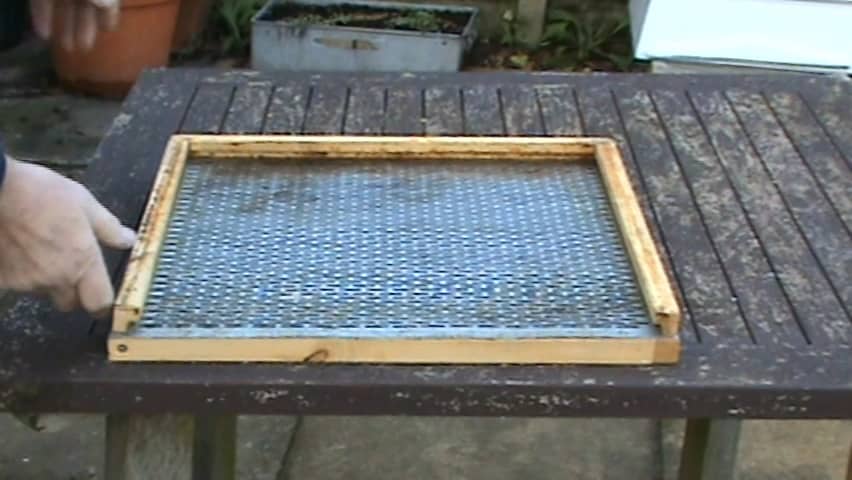 Queen rearing in a queenright colony - using Miller method and a Cloake ...