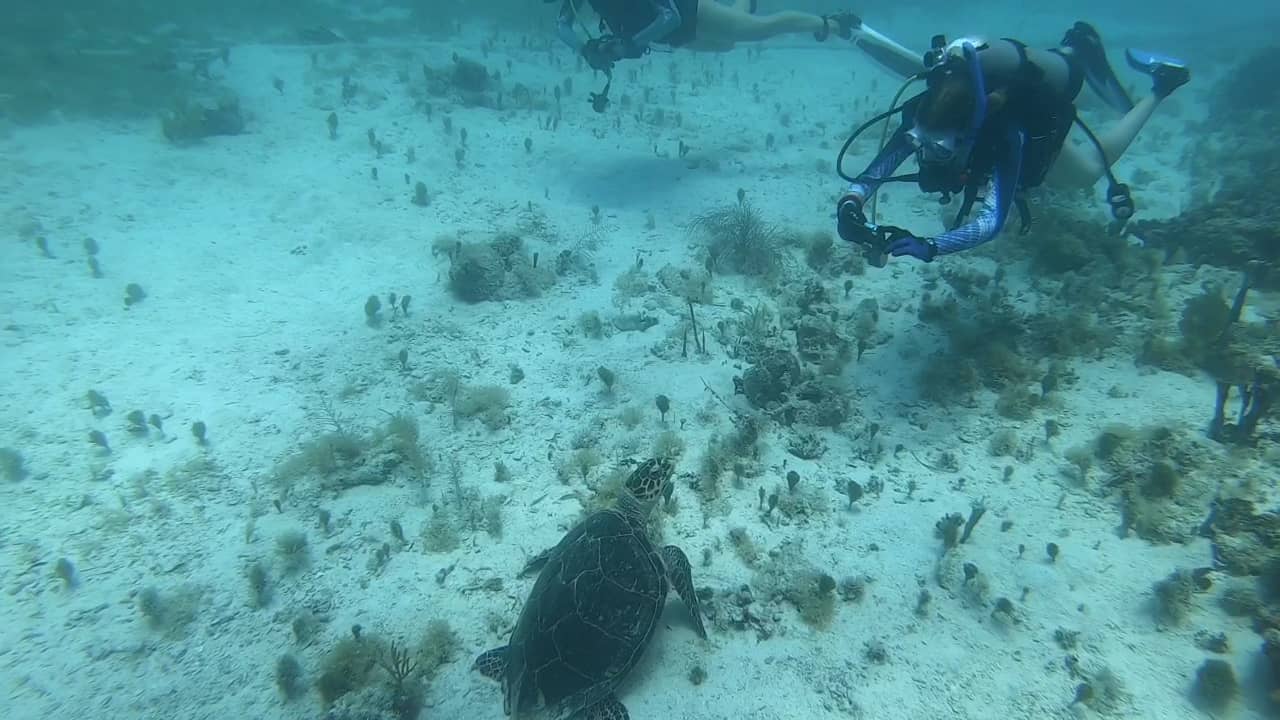 Diving Diamond Reef - Marina Cay BVI on Vimeo