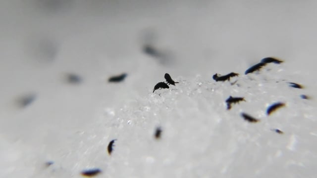 Microscope Videos: Download 39+ Free 4K & HD Stock Footage Clips - Pixabay