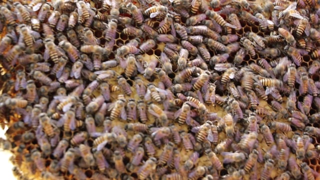 Bees Farming Honey Free Stock Video - Pixabay