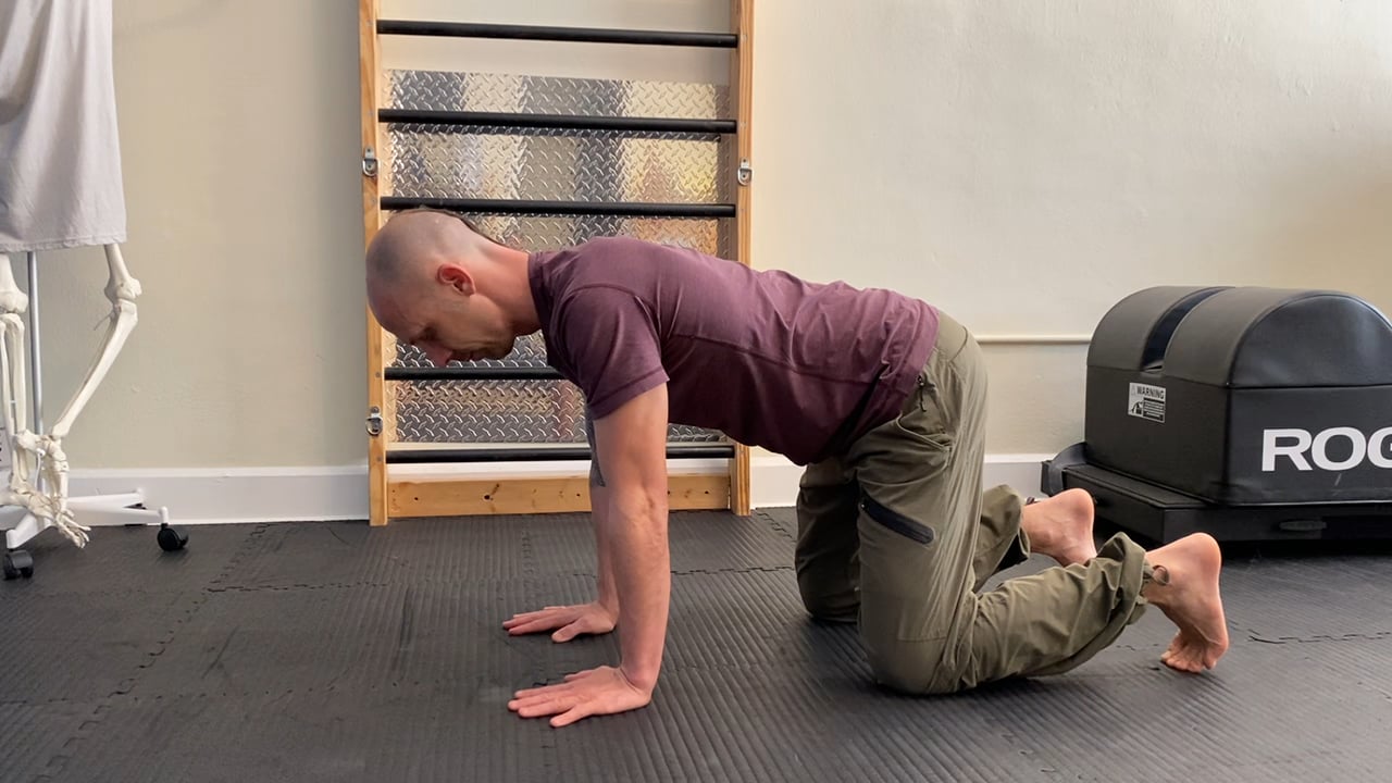 Quadruped Cervical Retraction on Vimeo