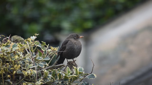 Bird, Merlo, Feathers. Free Stock Video - Pixabay