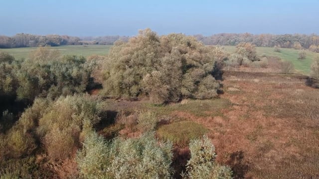 Trees Field Vegetation - Free video on Pixabay