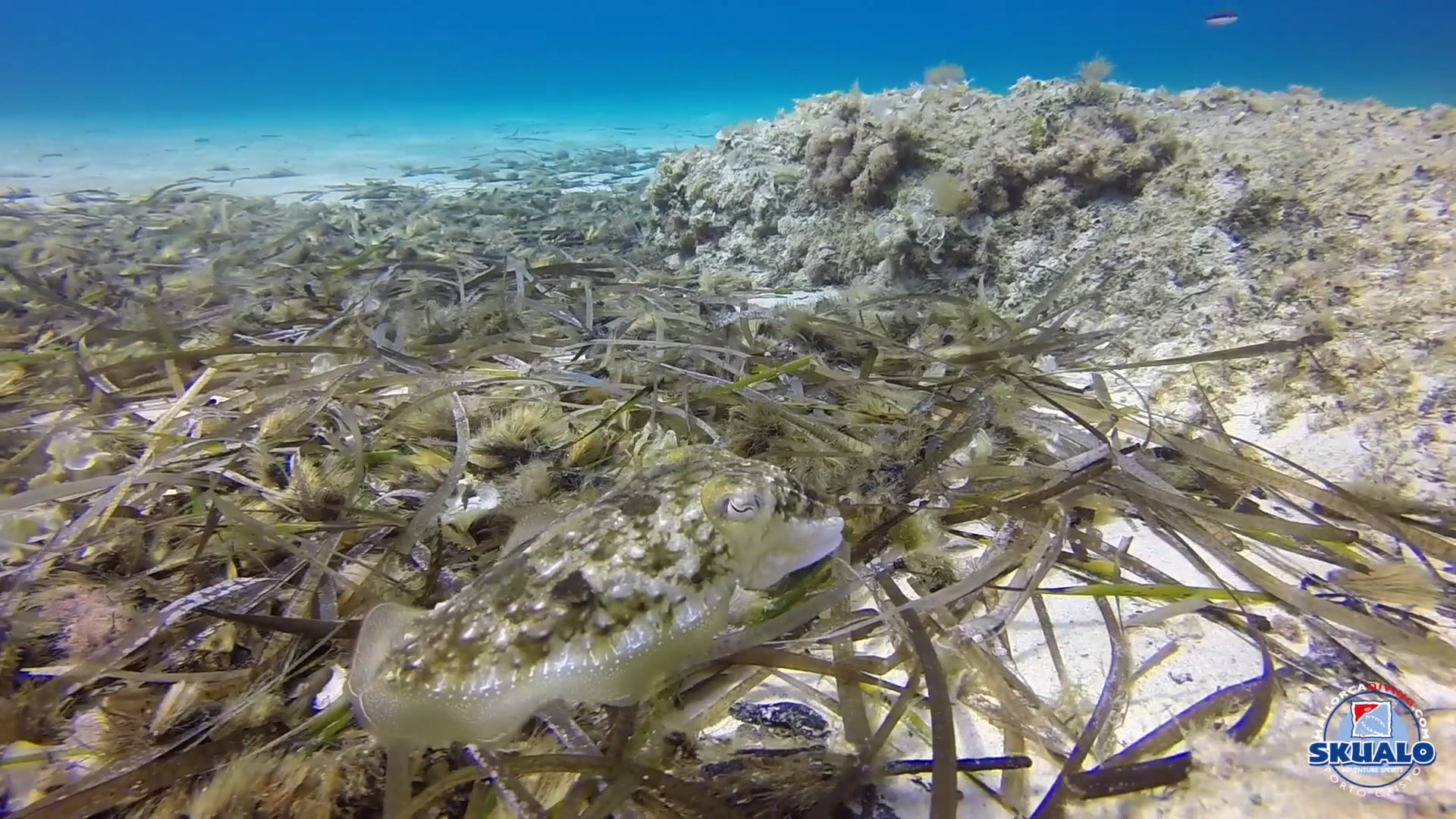 Discover Scuba Diving on Vimeo