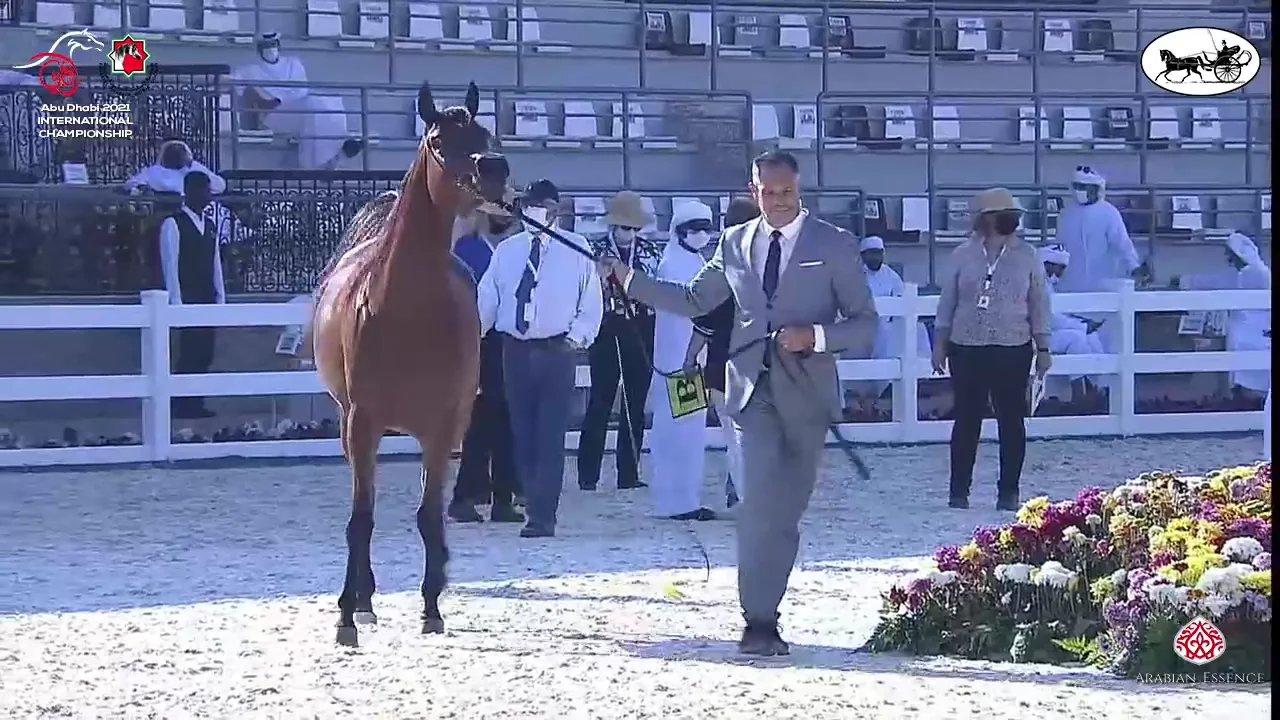 N76 MAGIC MAYHAB - Abu Dhabi International Arabian Horse Championship ...