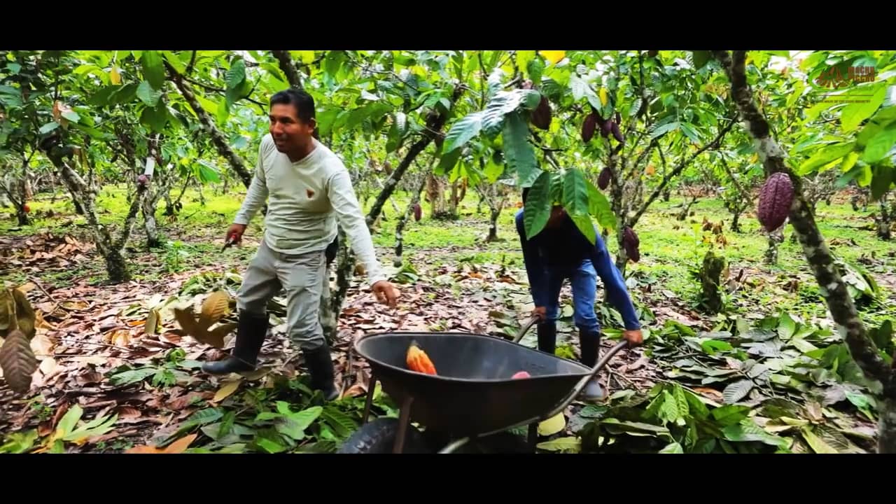 Discover the taste of Peruvian cocoa with Machu Picchu Foods on Vimeo