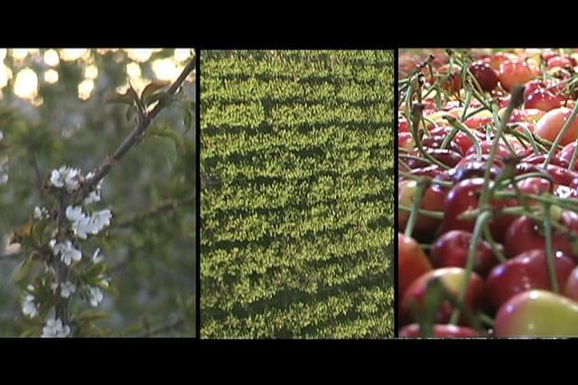 Monson Fruit Co. on Vimeo