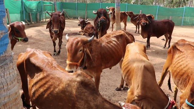 Cow Videos, Cow Videos For Kids, Cow Animal. Free Stock Video - Pixabay