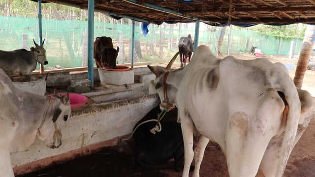 Cow Videos, Cow Videos For Kids, Cow Animal. Free Stock Video - Pixabay