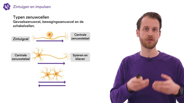 Zintuigen en impulsen oefenen | StudyGo