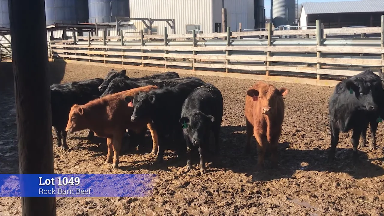 1049-Rock Barn Beef on Vimeo