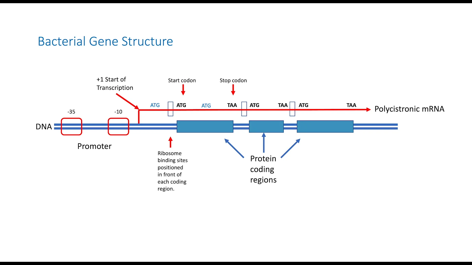 Bacterial Gene Structure