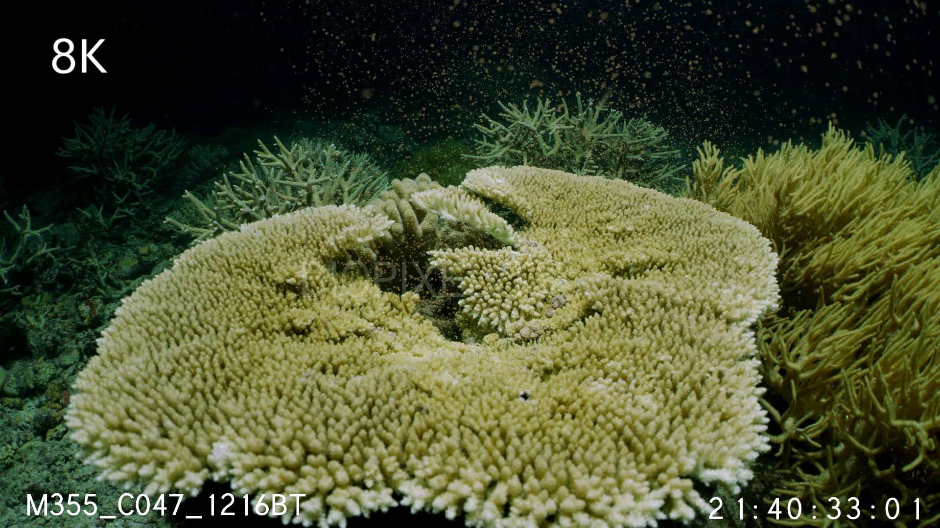 Coral Spawning - Coral spawning 8K 4 on Vimeo