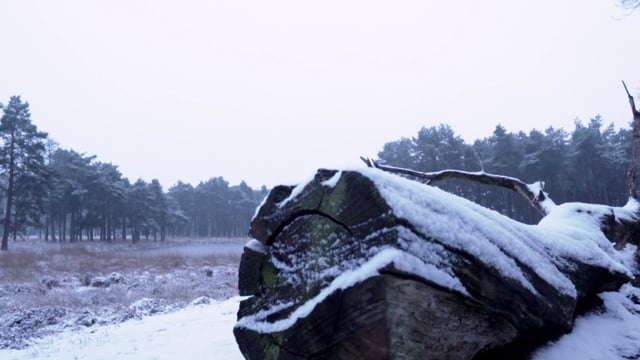 Logs Videos: Download 54+ Free 4K & HD Stock Footage Clips - Pixabay