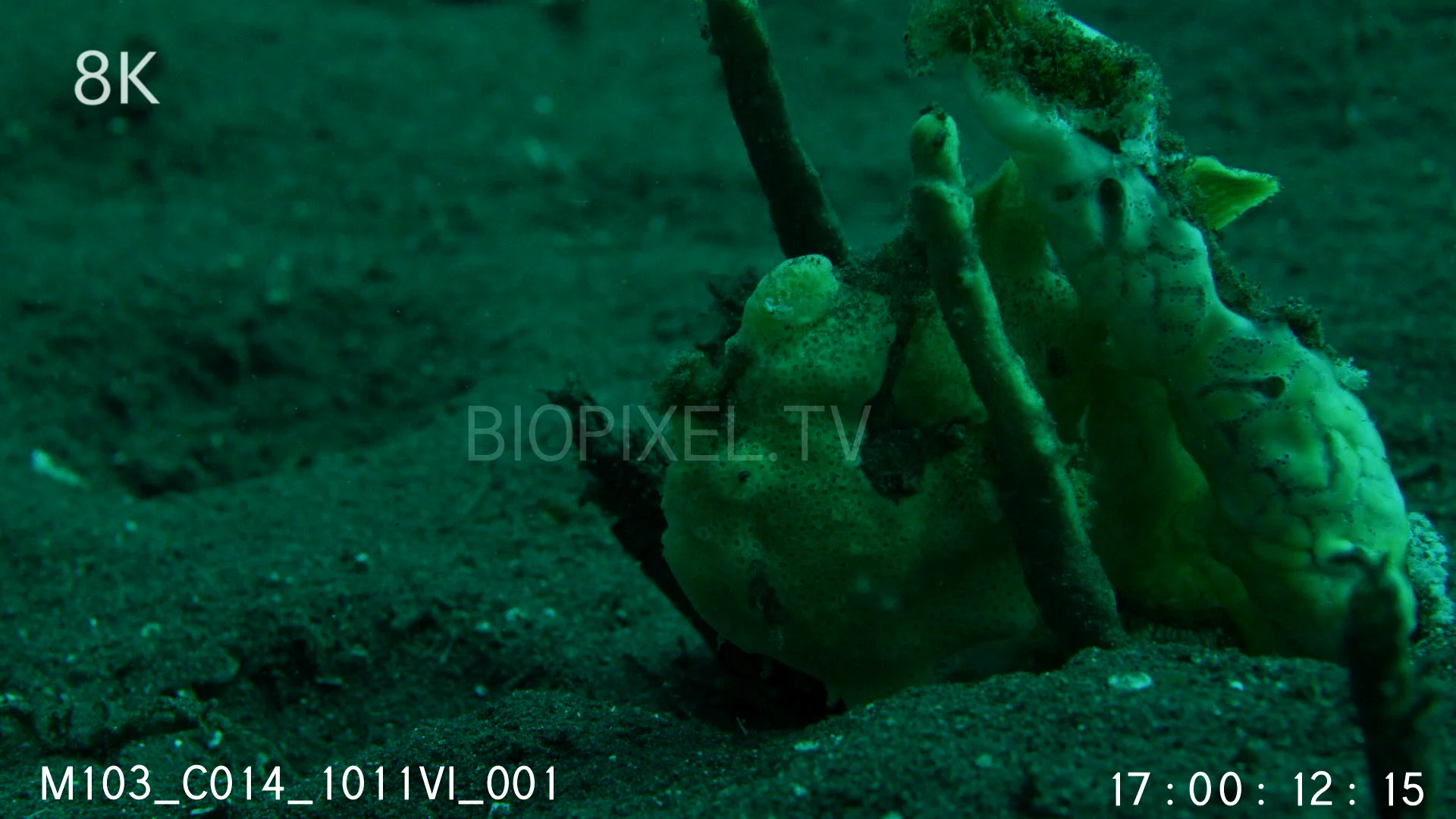 4K Fish Weird - Anglerfish / Frogfish 8K 1 on Vimeo